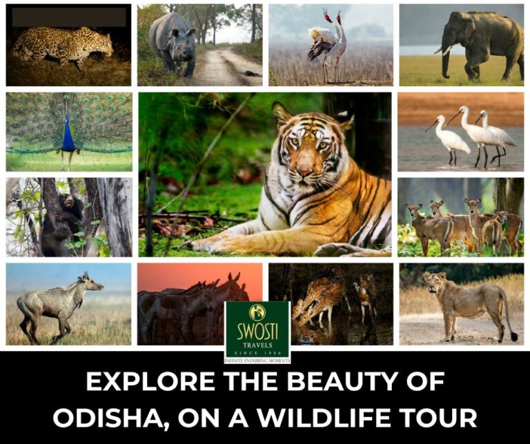 Explore The Beauty of Odisha, On A wildlife Tour - Swosti Travels